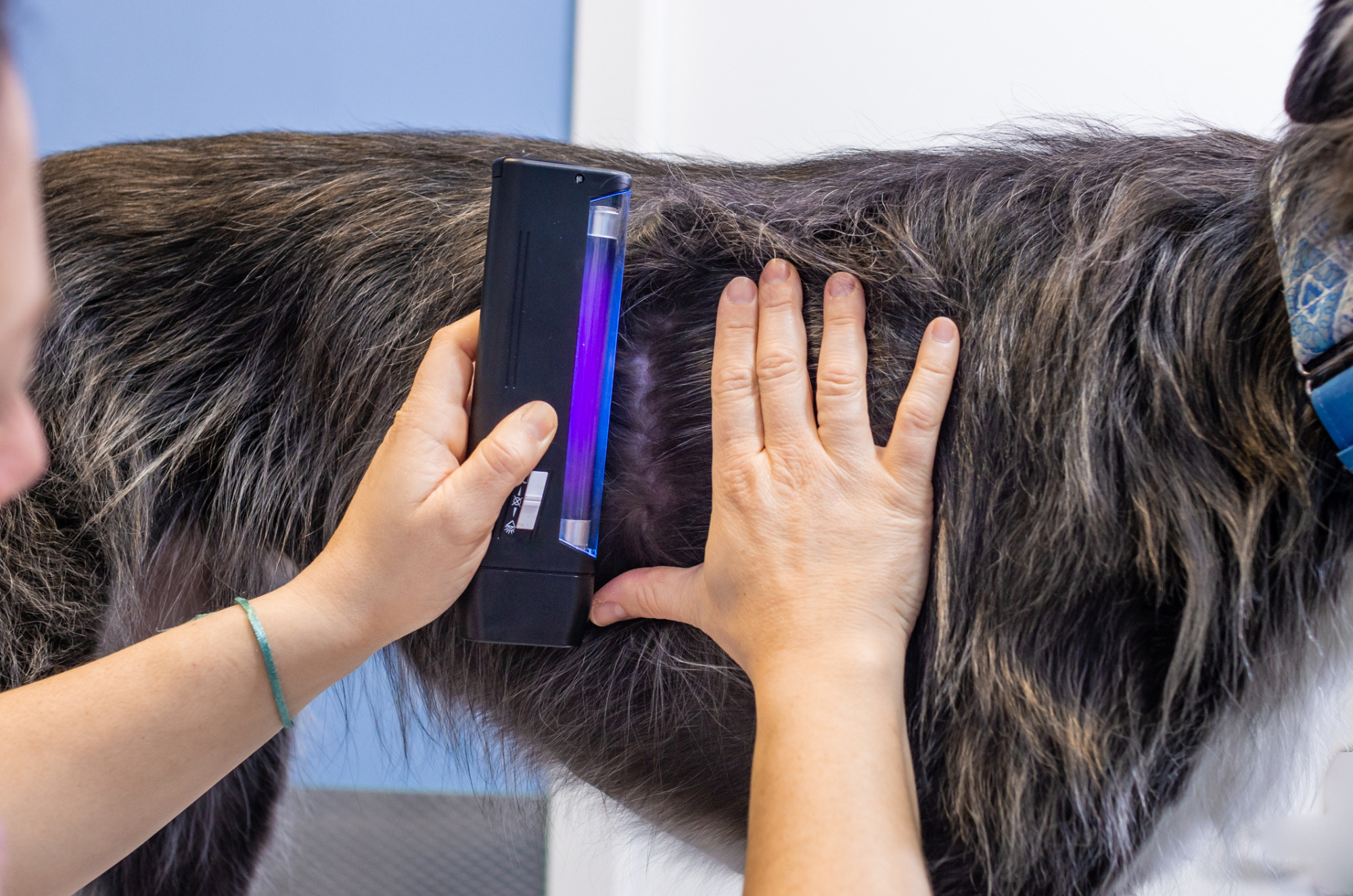 Why Does My Dog Have Dandruff? : Keeping It Pawsome